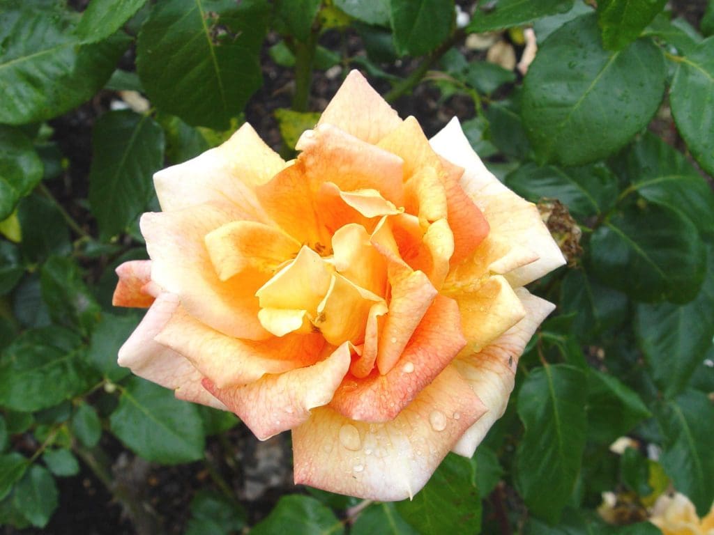 About Us | Ross Roses