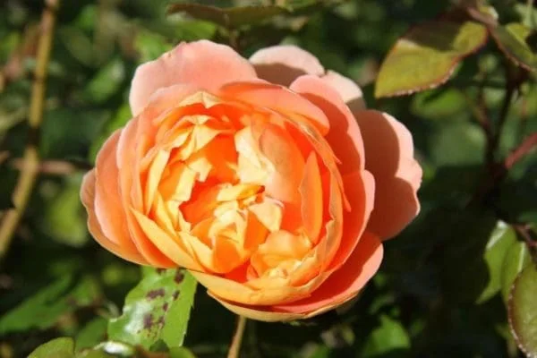 PAT AUSTIN | Ross Roses