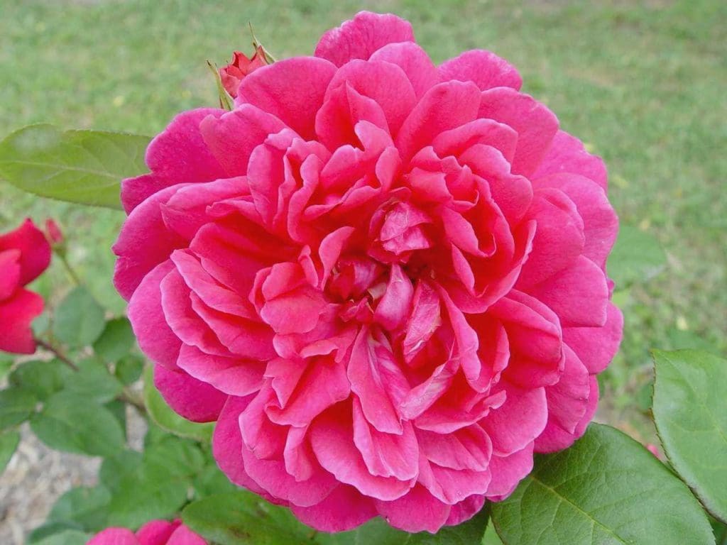 SOPHIE’S ROSE | Ross Roses