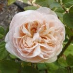 PAT AUSTIN | Ross Roses
