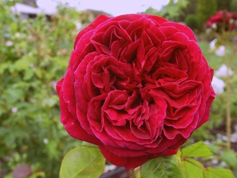 THE SQUIRE | Ross Roses