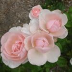 PAT AUSTIN | Ross Roses