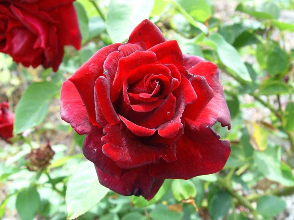 JOSEPHINE BRUCE | Ross Roses