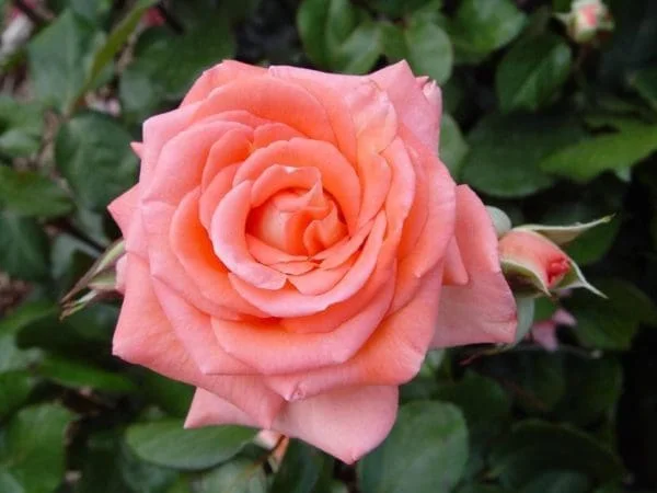 VIOLET CARSON | Ross Roses