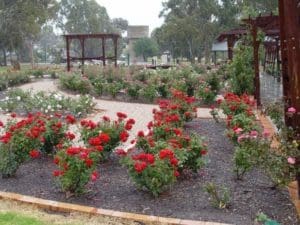 ROSE GARDENS | Ross Roses