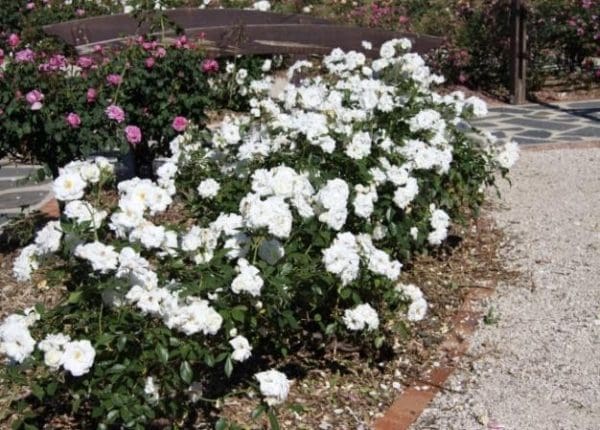 ROSE GARDENS | Ross Roses