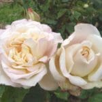 GENERAL GALLIENI | Ross Roses