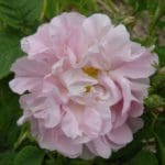 FELICITE PARMENTIER | Ross Roses