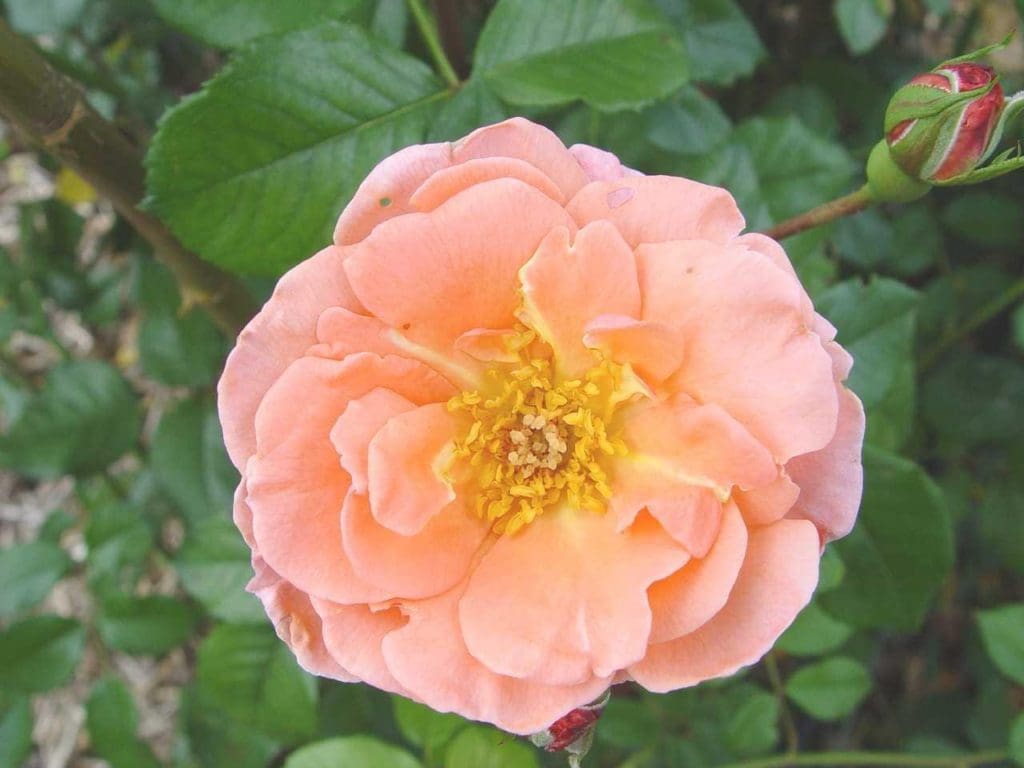 CLG. KALINKA | Ross Roses