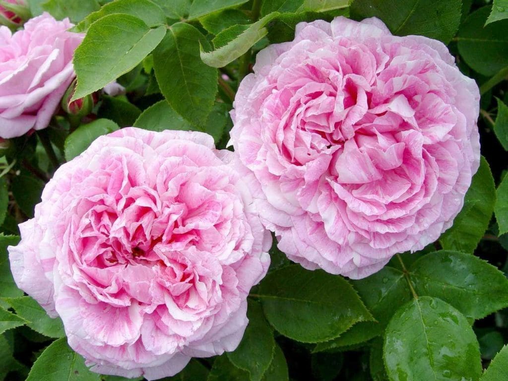 VICKS CAPRICE | Ross Roses