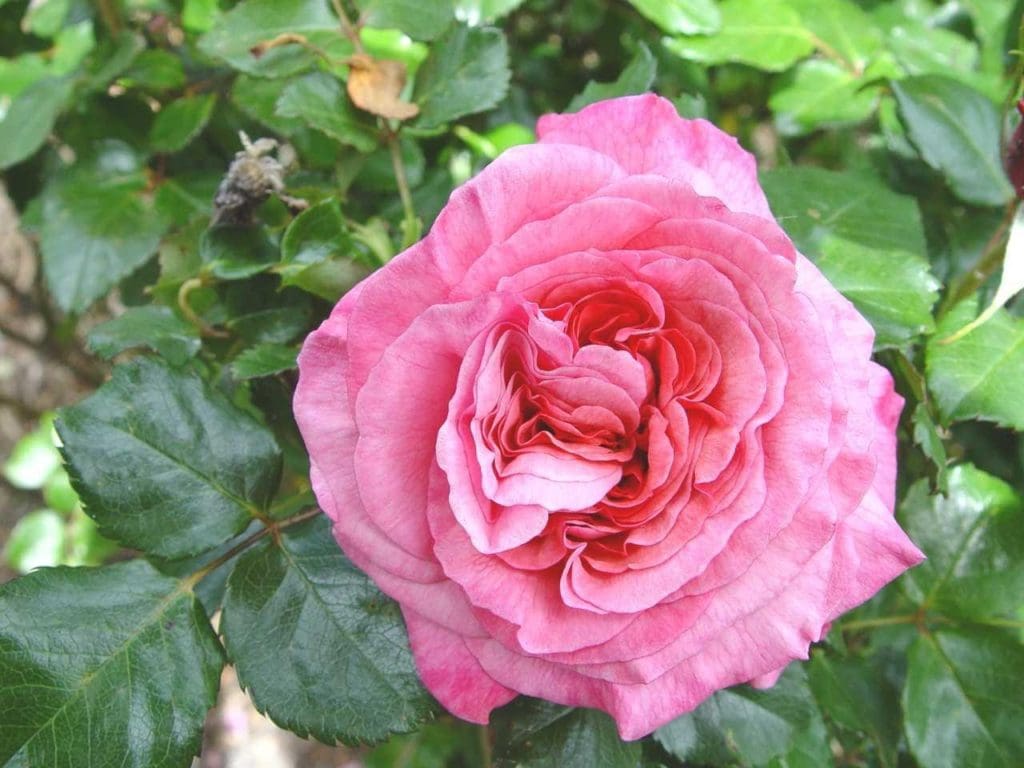 ALOHA | Ross Roses