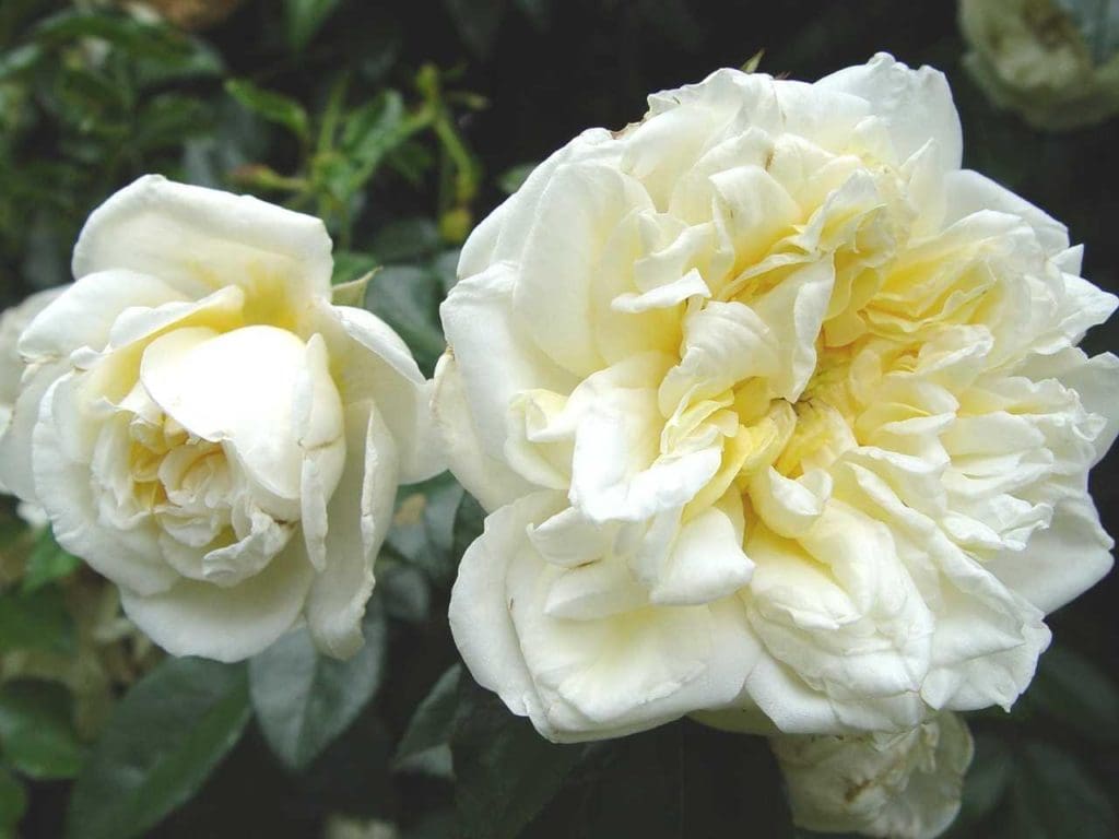 ALBERIC BARBIER | Ross Roses