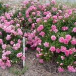 FLINDERS | Ross Roses