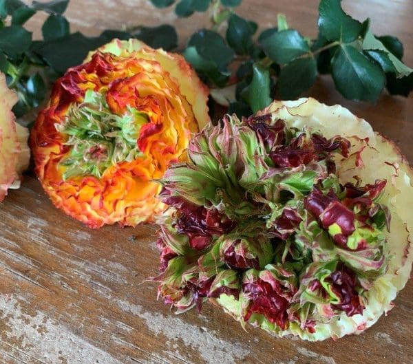 CHILLI THRIP | Ross Roses