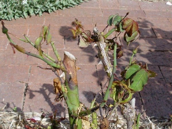 CHILLI THRIP | Ross Roses