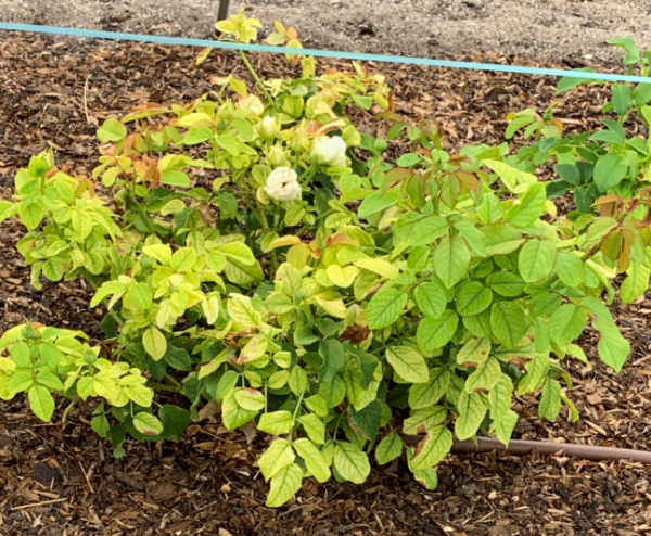 CHILLI THRIP | Ross Roses