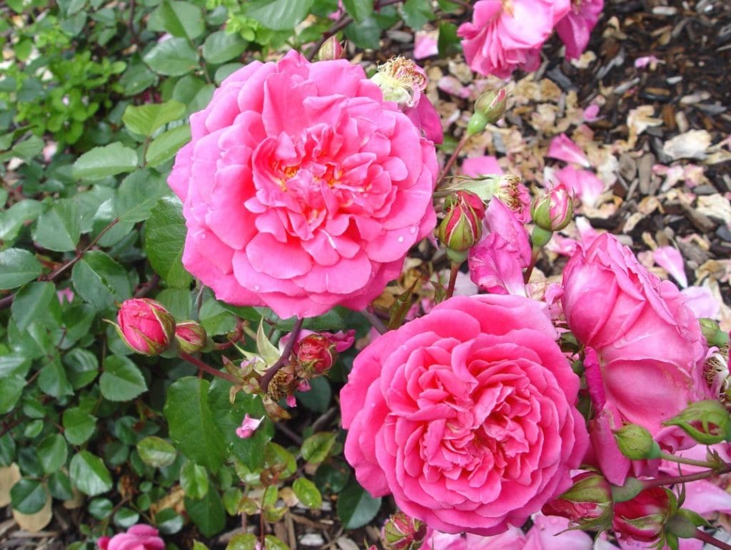 MARJORIE PALMER | Ross Roses