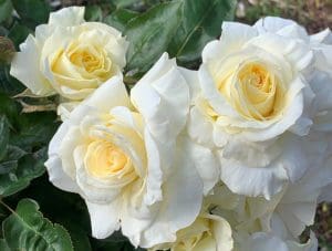 WESTMINSTER ROSE | Ross Roses