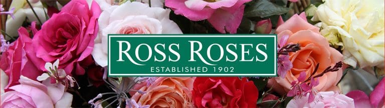 GROWING IN POTS | Ross Roses