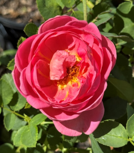 BROTHER’S ROSE | Ross Roses